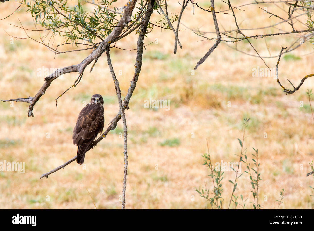Common buzzards are not an endangered species of bird hi-res stock ...