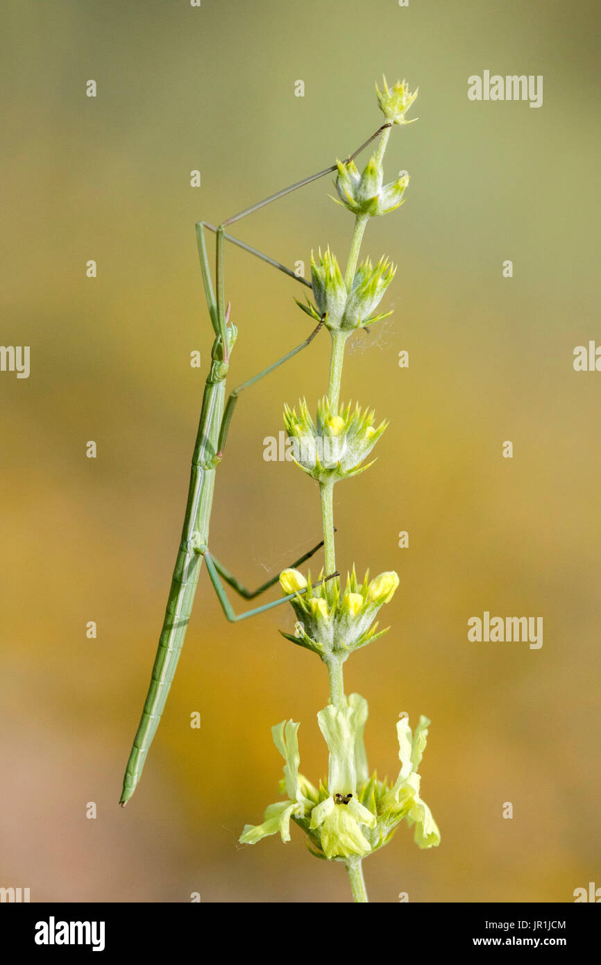 French Stick Insect (Clonopsis gallica), Guadalix de la sierra, Madrid ...