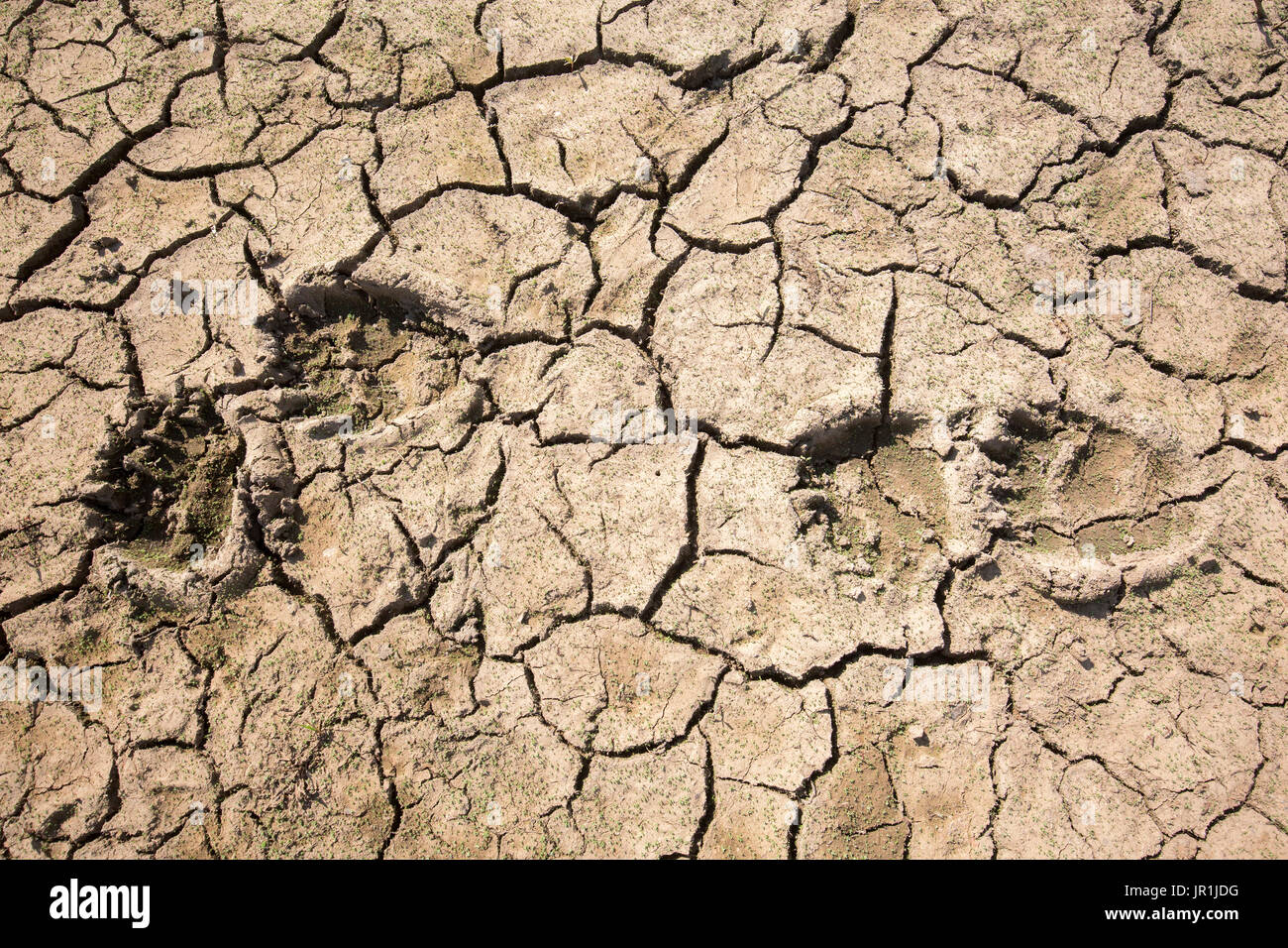 Footprints of Pyrenean brown bear (Ursus arctos pyrenaicus) on the bank ...