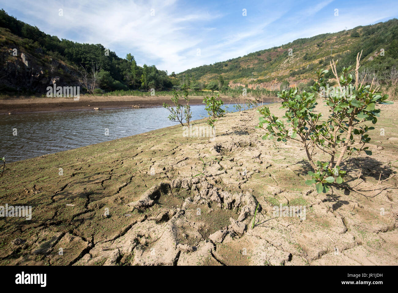 Footprints of Pyrenean brown bear (Ursus arctos pyrenaicus) on the bank ...