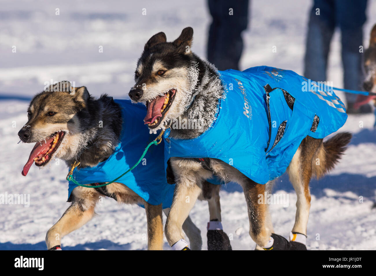 Ray Redington Jr.'s Dog Team Races In The 2017 Iditarod Along The ...