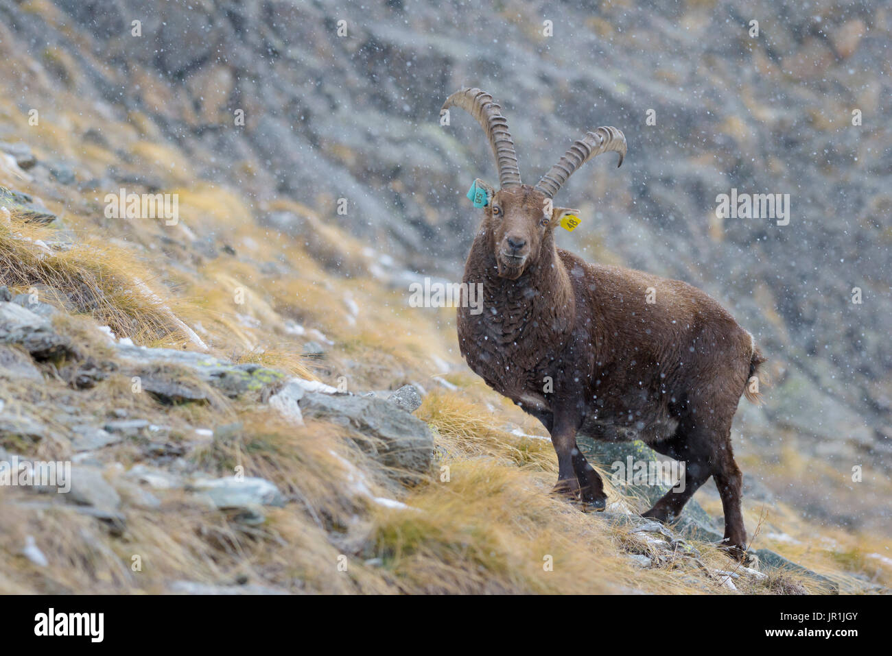Alpine Ibex (Capra ibex), Male with Earmarks, Gran Paradiso National ...