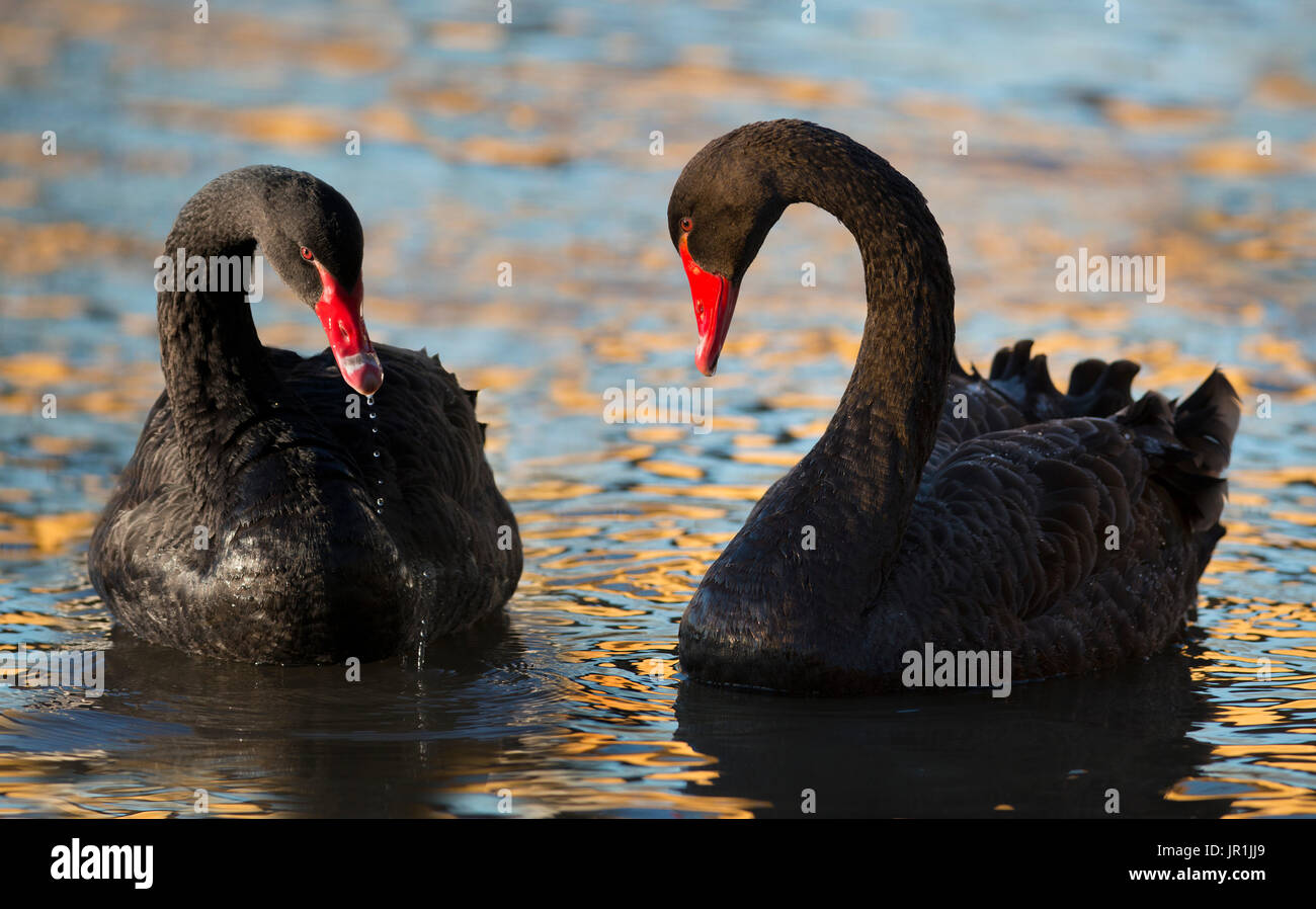 Black Cygnus (Cygnus atratus) escaped from captivity having regained ...
