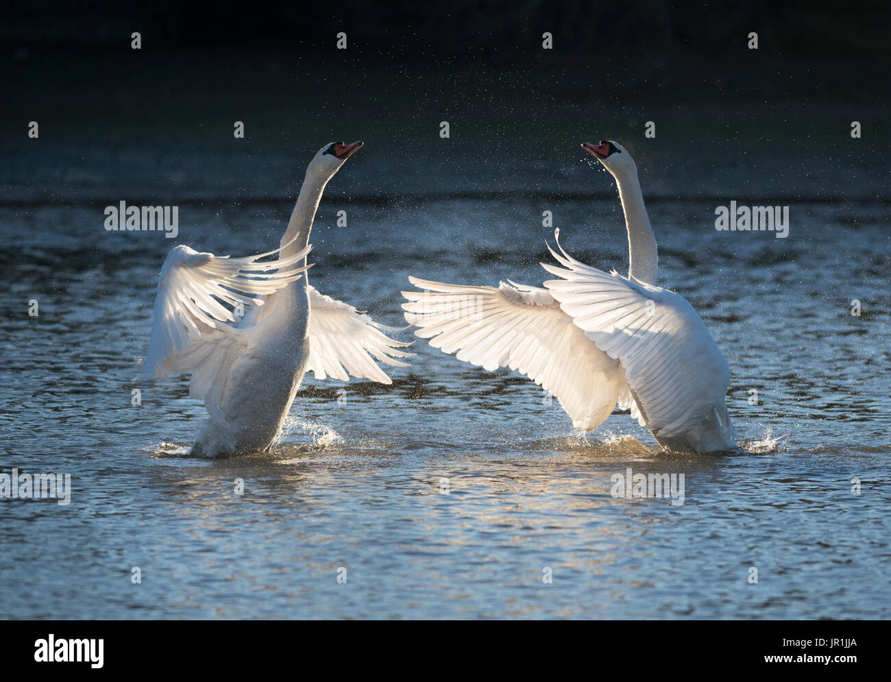Mute swans (Cygnus olor) flapping their wings on the water, Sauer Delta ...