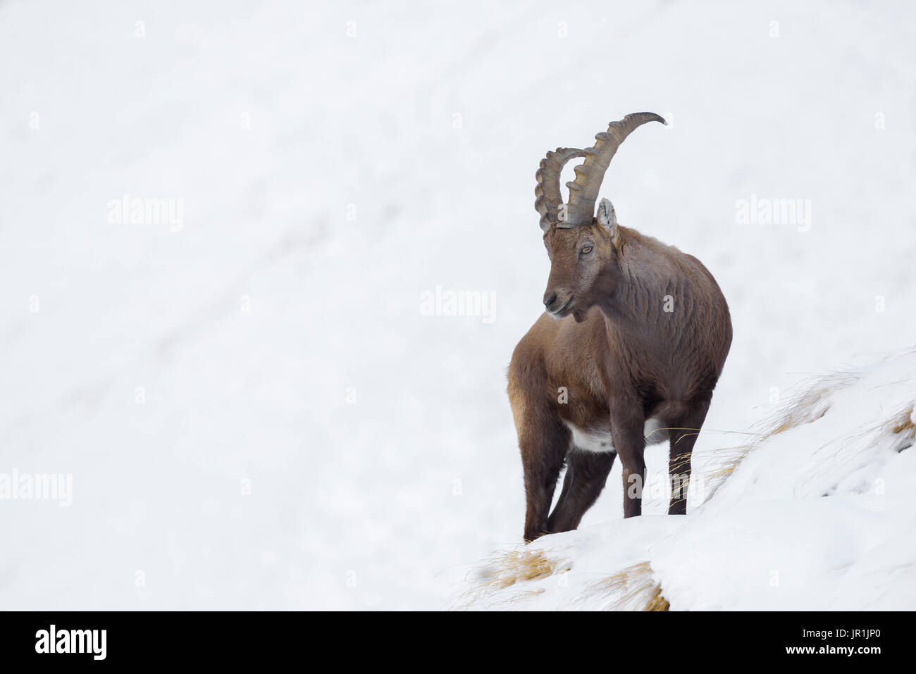 Alpine Ibex (Capra ibex), Male, Gran Paradiso National Park, Alps ...