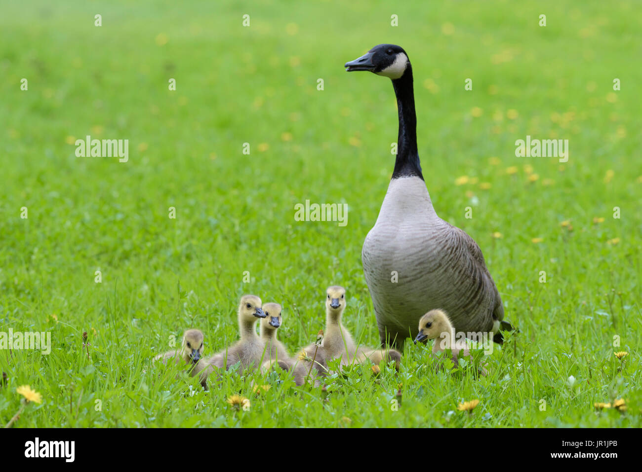 Branta sp hi-res stock photography and images - Alamy