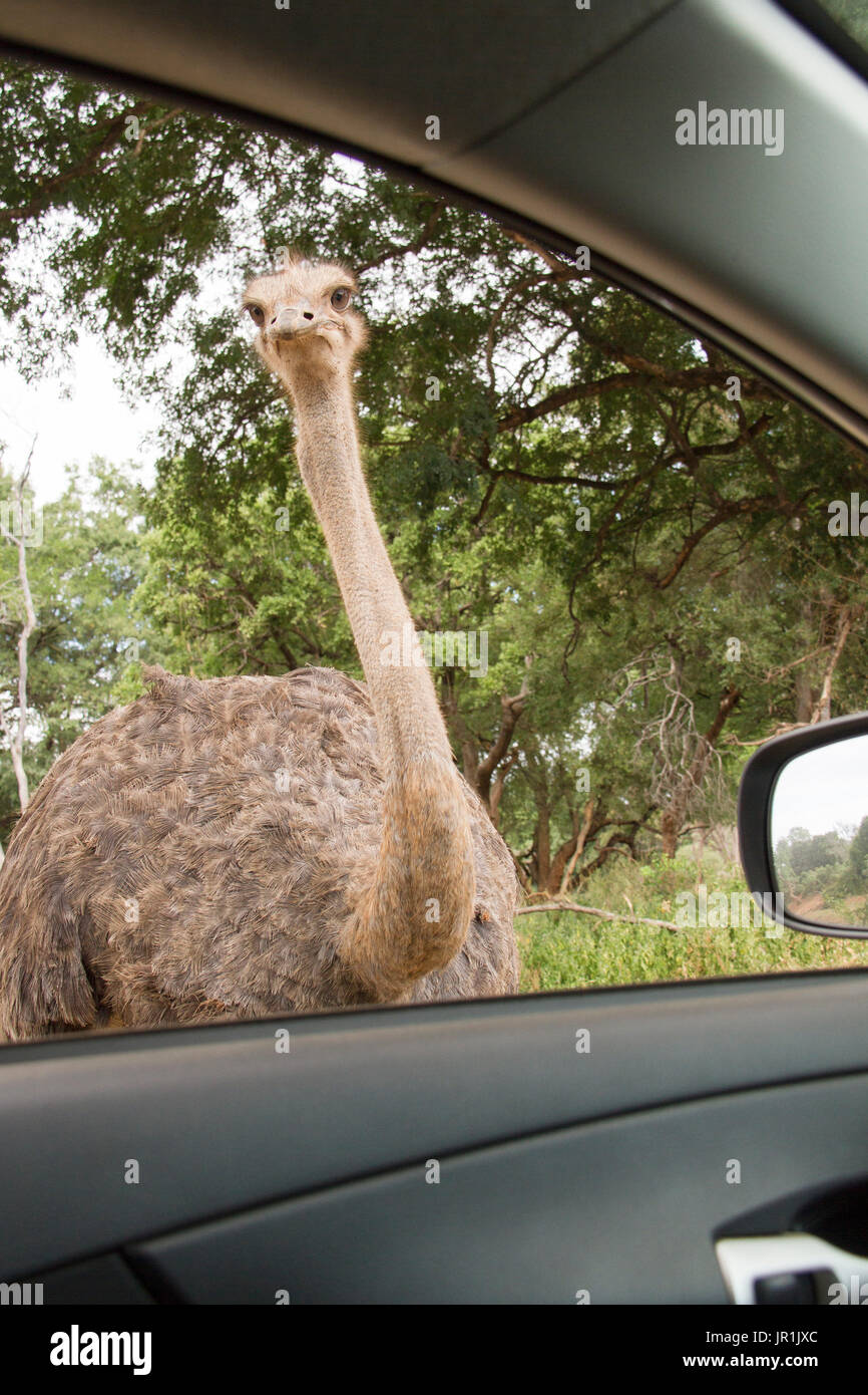 Ostrich (Struthio camelus) approaching a car at a standstillKruger NP ...