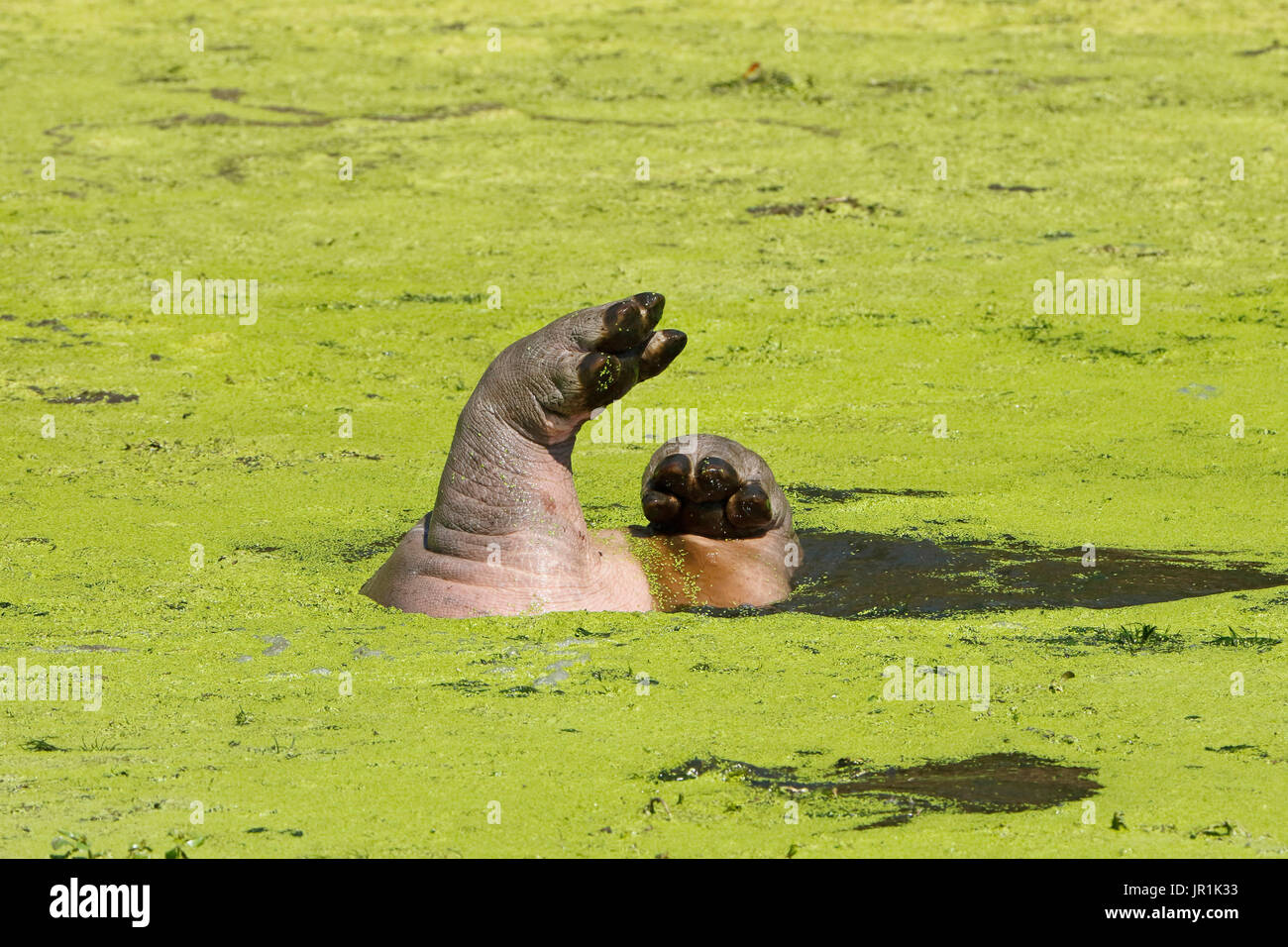Hippopotamus amphibius (Hippopotamus amphibius) feet emerging from the ...