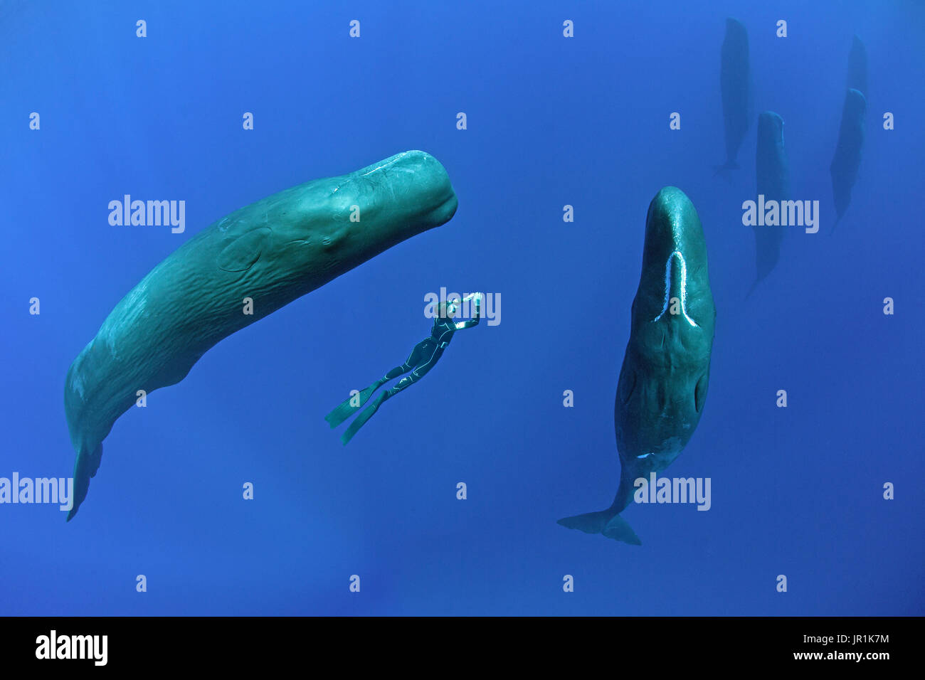 Free diver whale hi-res stock photography and images - Alamy
