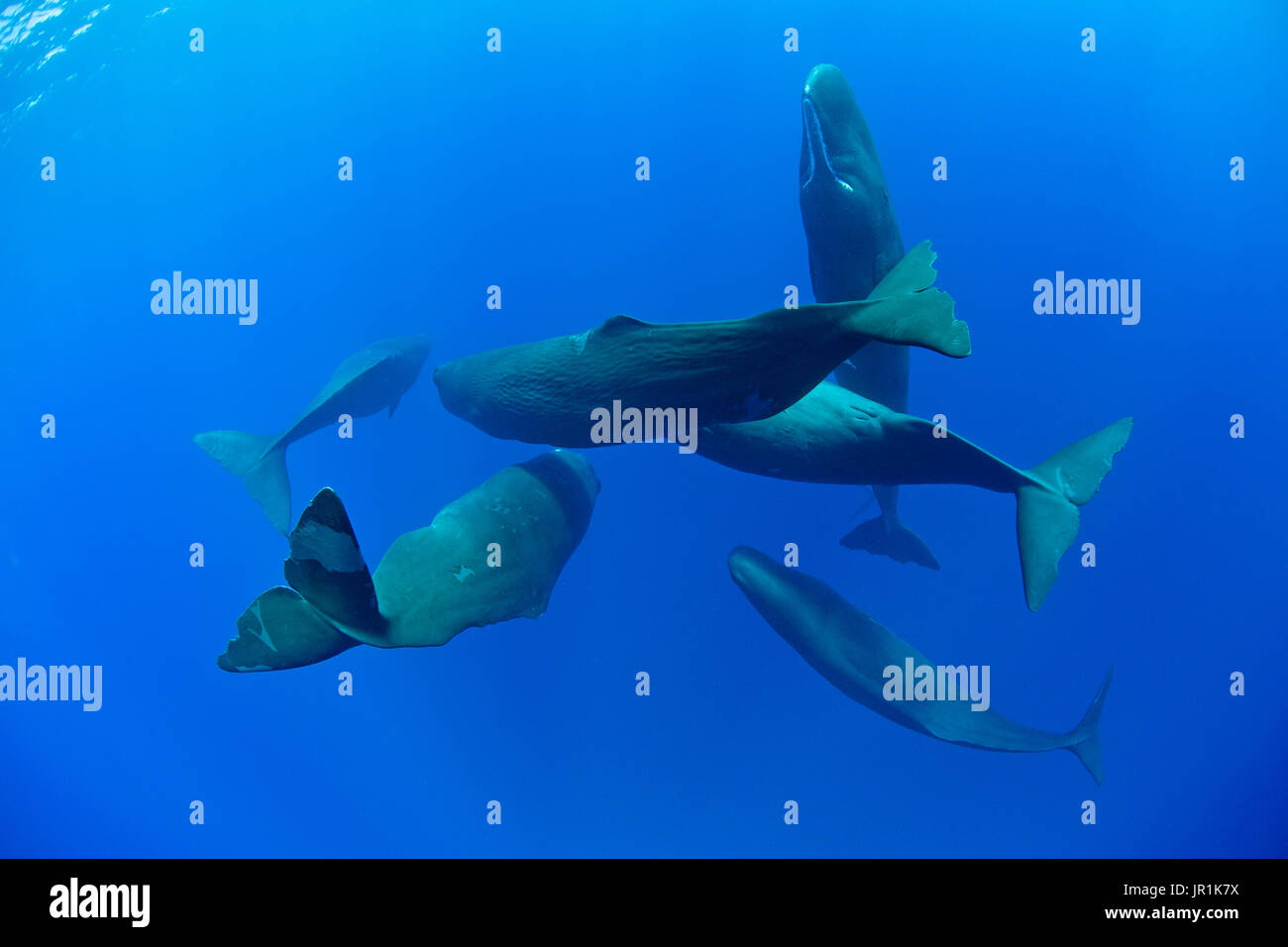 Pod of sperm whale, Physeter macrocephalus, socializing under the surface. Vulnerable (IUCN ...