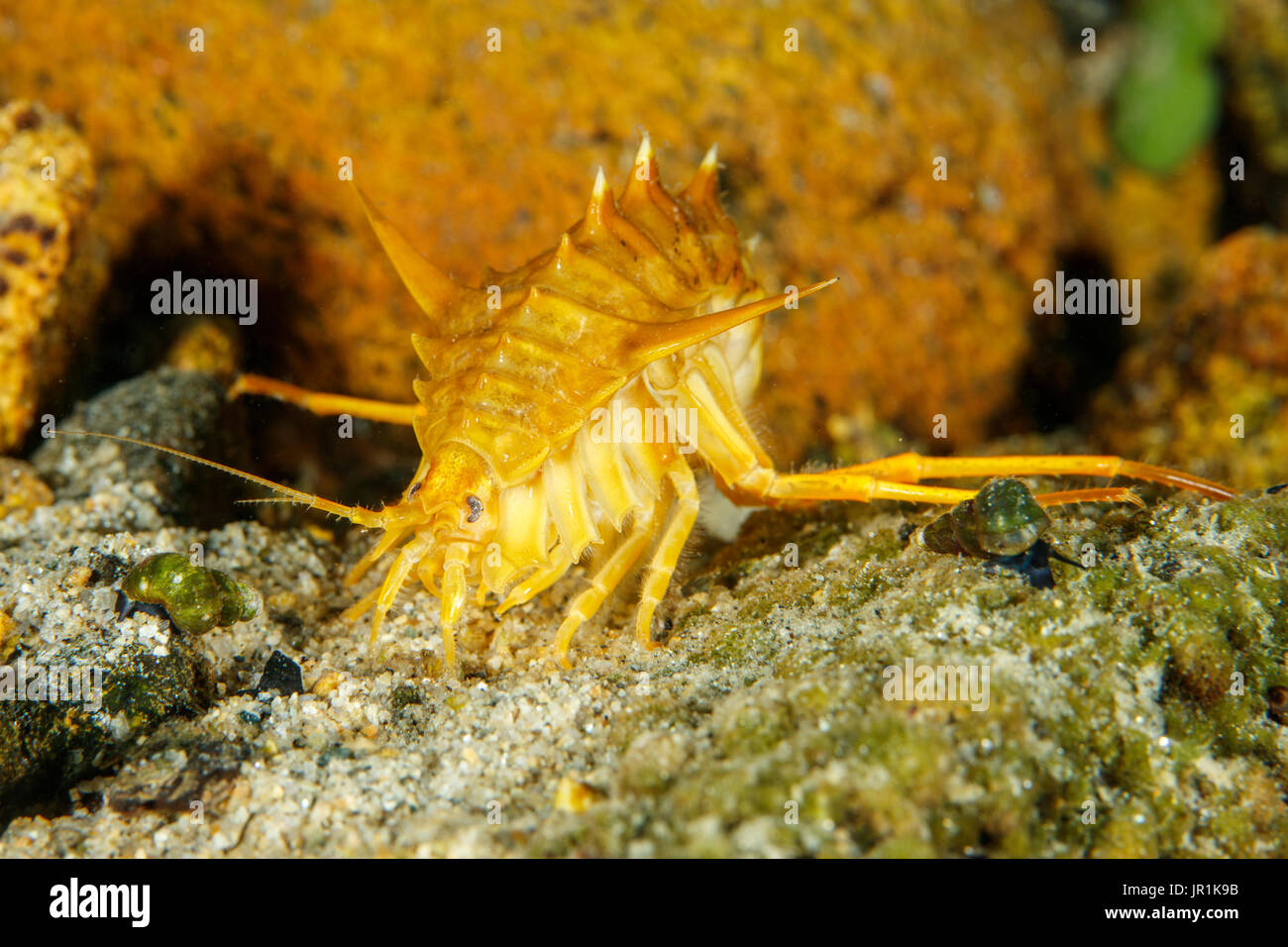 Amphipod baikal hi-res stock photography and images - Alamy