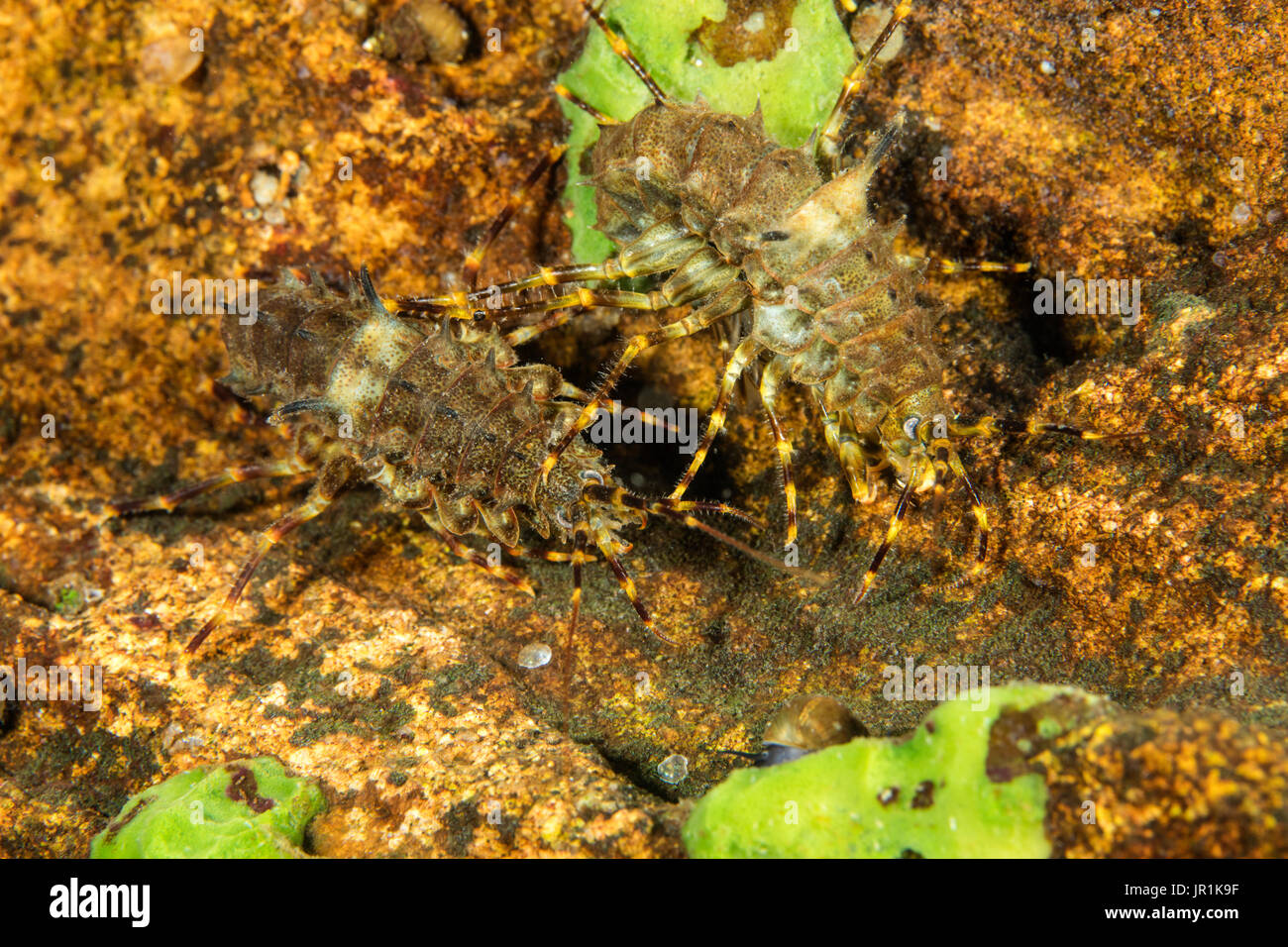 Couple of Amphipods (Pallasea cancellus), Lake Baikal, Siberia, Russia ...