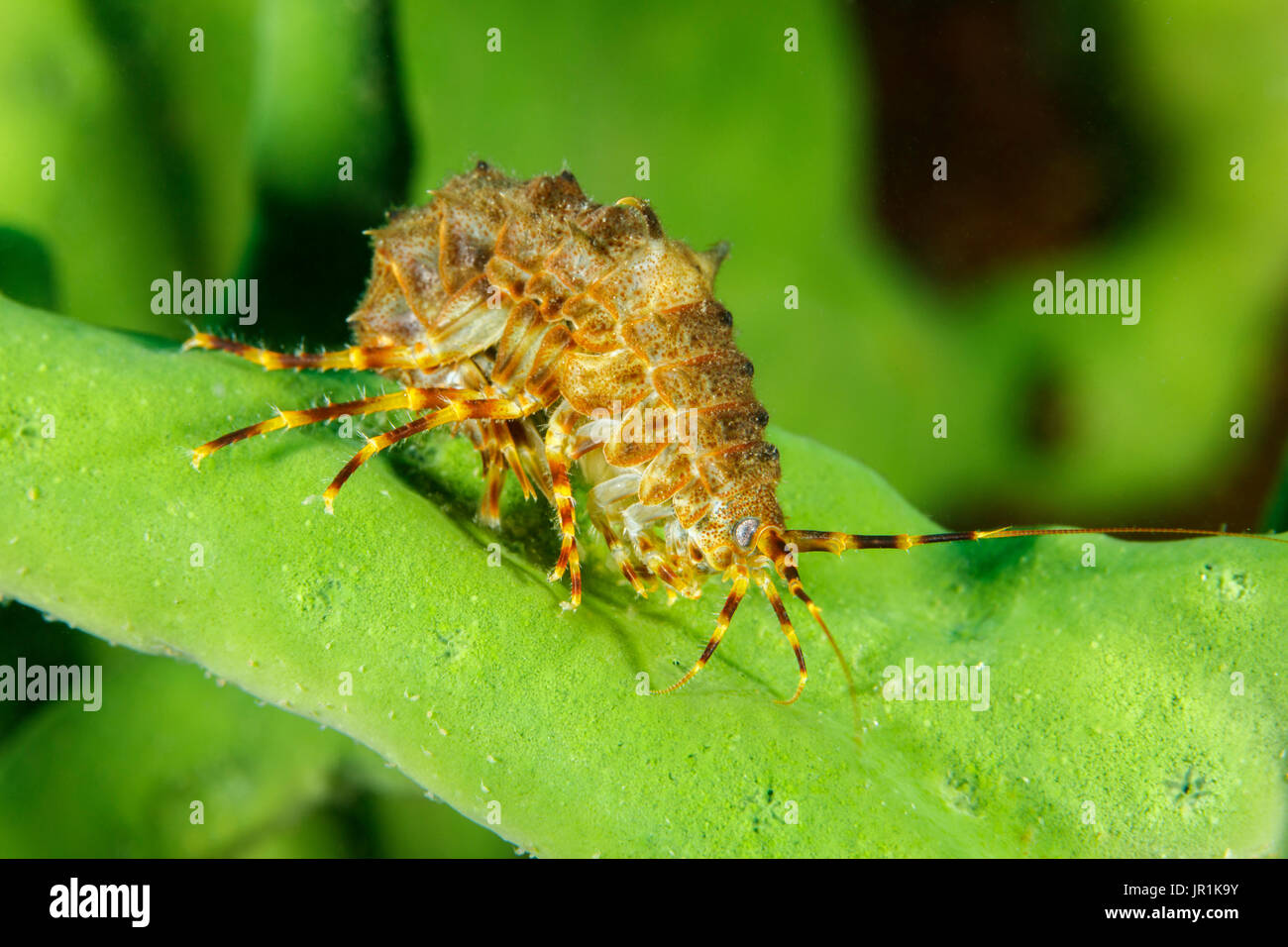 Baikal amphipod pallasea cancellus hi-res stock photography and images ...