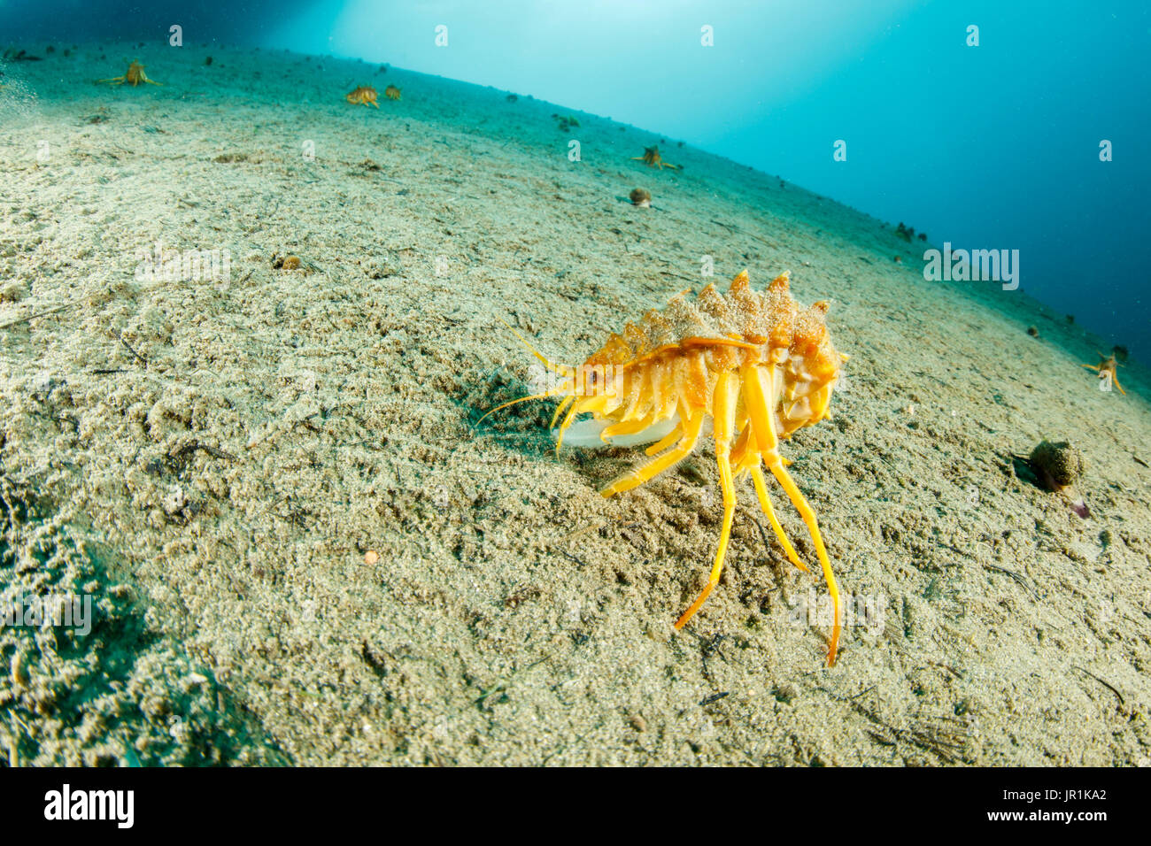 Freshwater isopod, Amphipod gammarus (Acanthogammarus victorii), Lake ...
