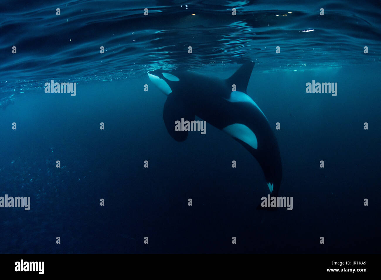 Orca hunting underwater hi-res stock photography and images - Alamy