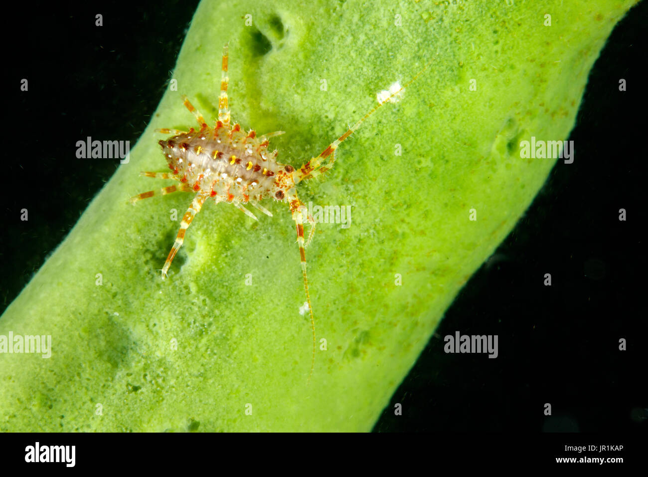 Gammarid amphipod (Brandtia parasitica), endemic to Lake Baikal, always ...
