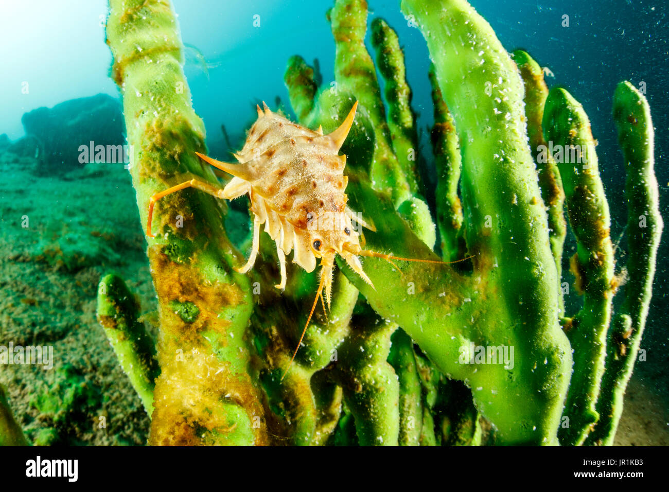 Isopod species hi-res stock photography and images - Alamy