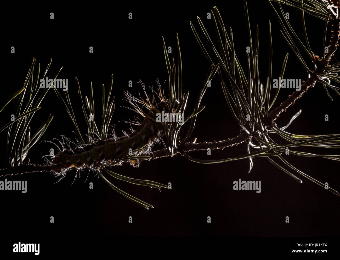 Spanish moon moth (Actias isabellae) eating pine needles Stock Photo ...