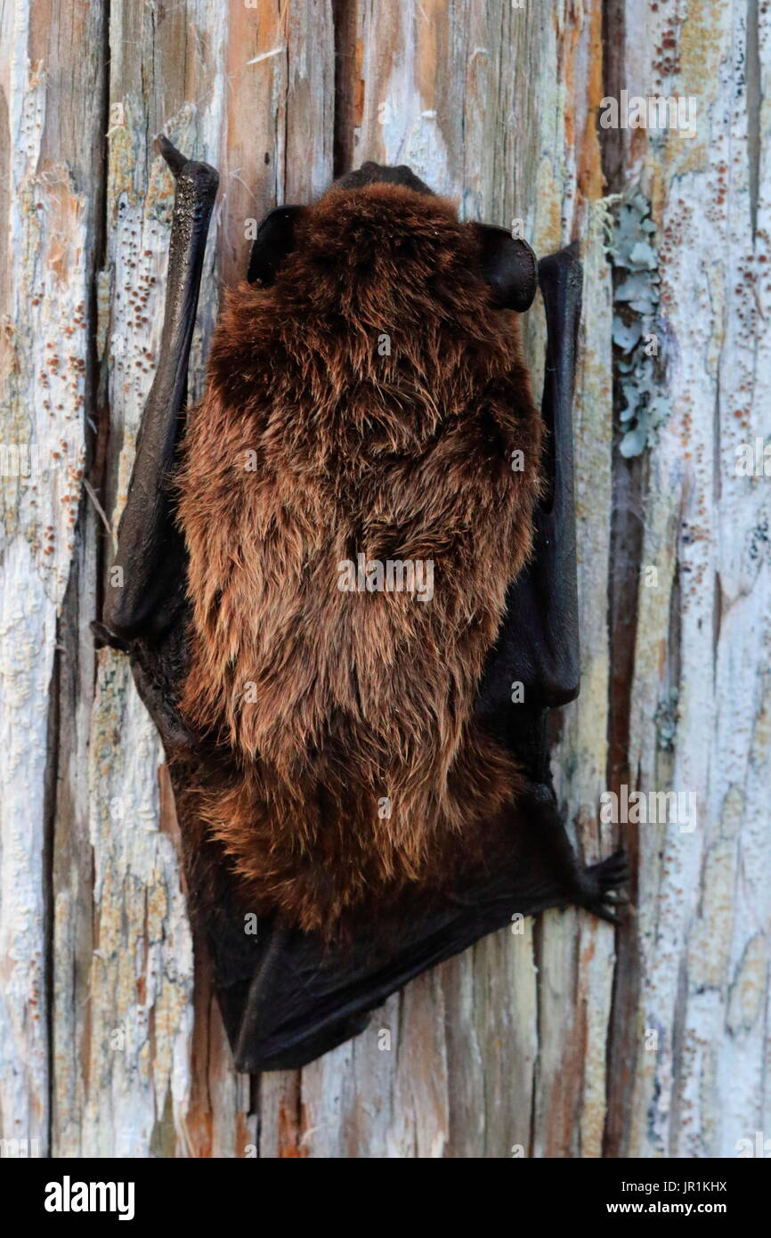 Azores noctule (Nyctalus azoreum), Azores, Portugal Stock Photo - Alamy