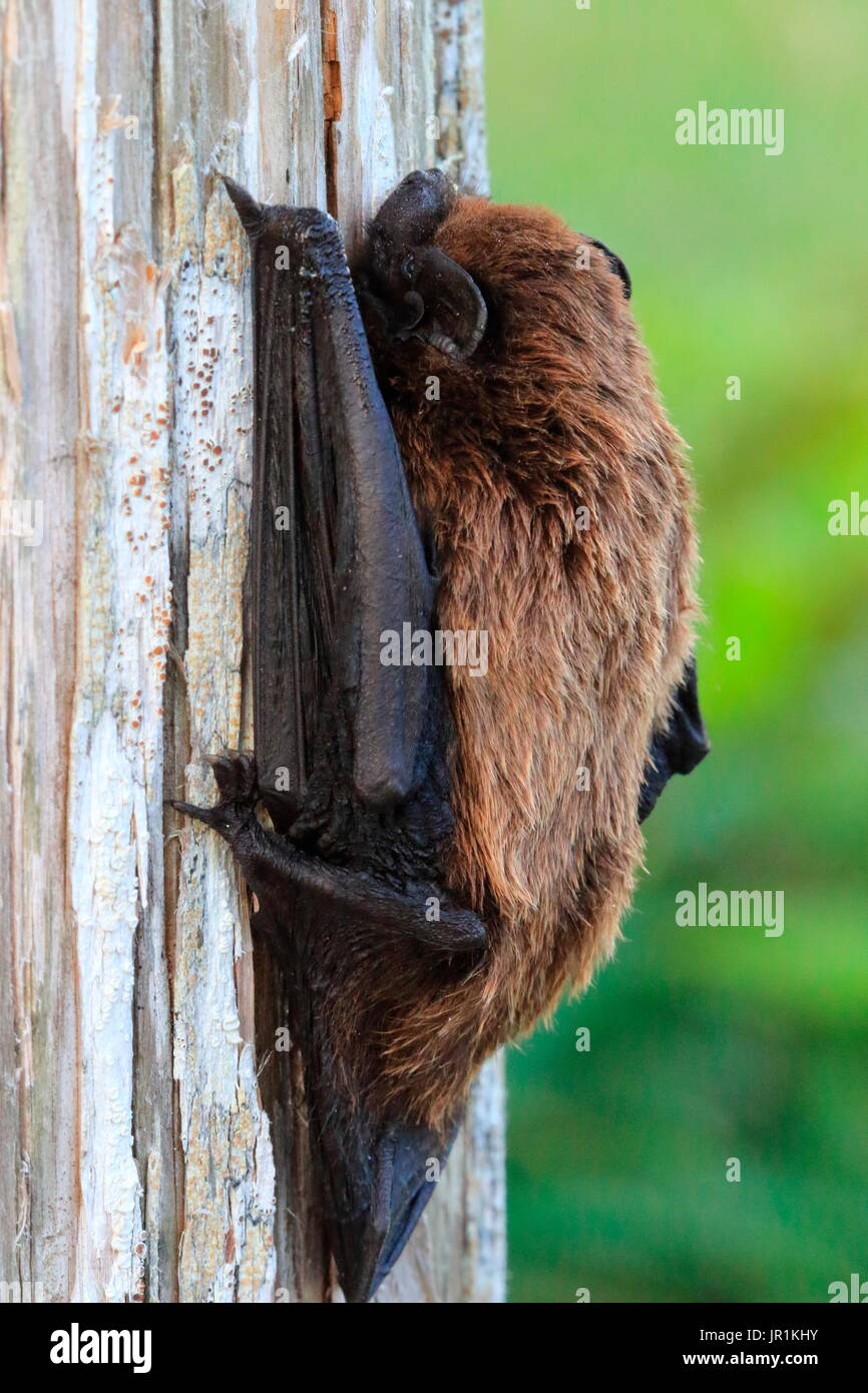 Azores noctule (Nyctalus azoreum), Azores, Portugal Stock Photo - Alamy