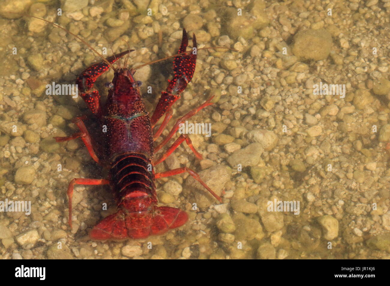 Red swamp crayfish (Procambarus clarkii), Europe Stock Photo - Alamy
