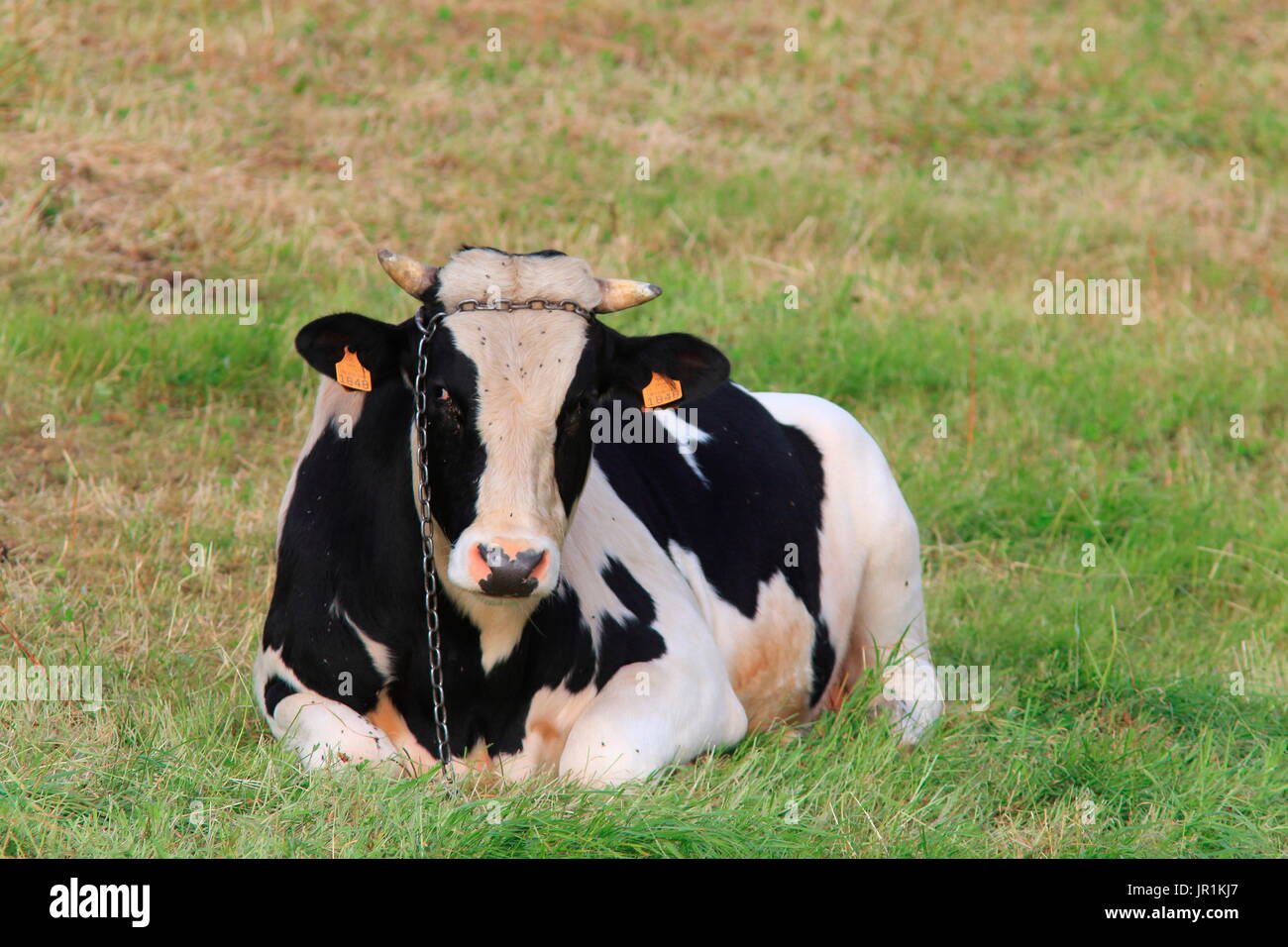 Cow Prim'Holstein lying in the meadow Stock Photo - Alamy