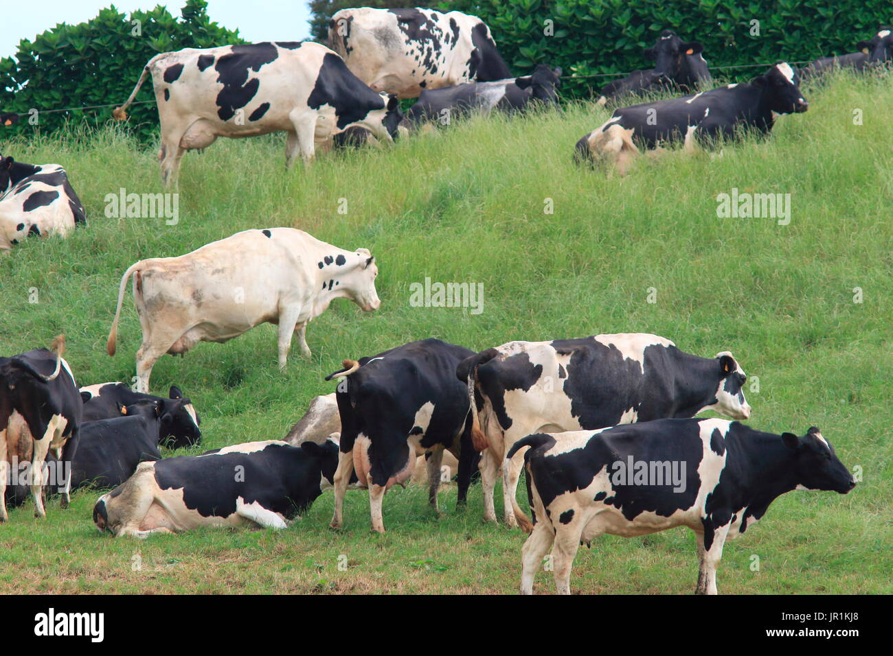 Cows Prim'Holstein grazing in the meadow Stock Photo - Alamy