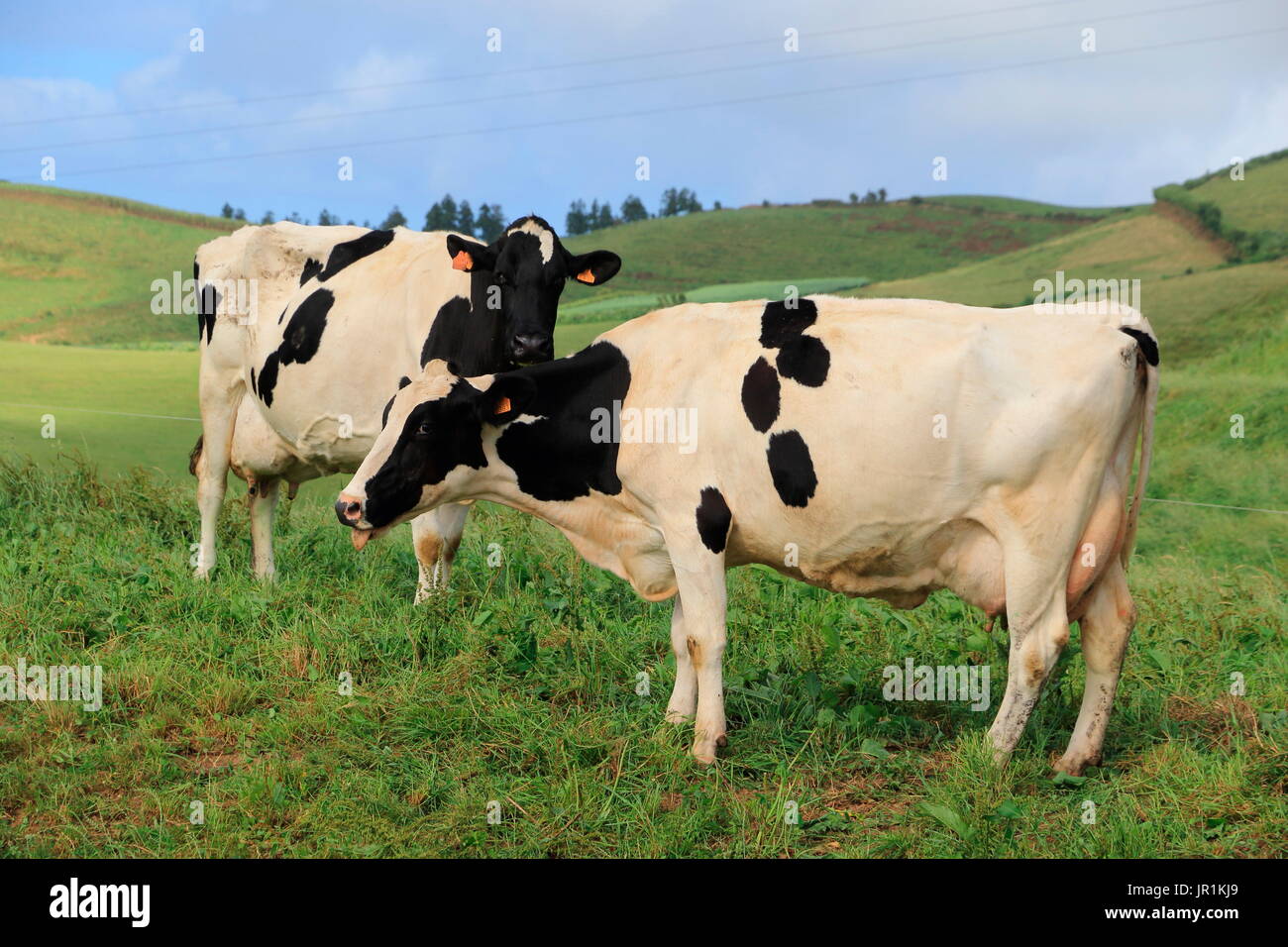 Cows Prim'Holstein in the meadow Stock Photo - Alamy