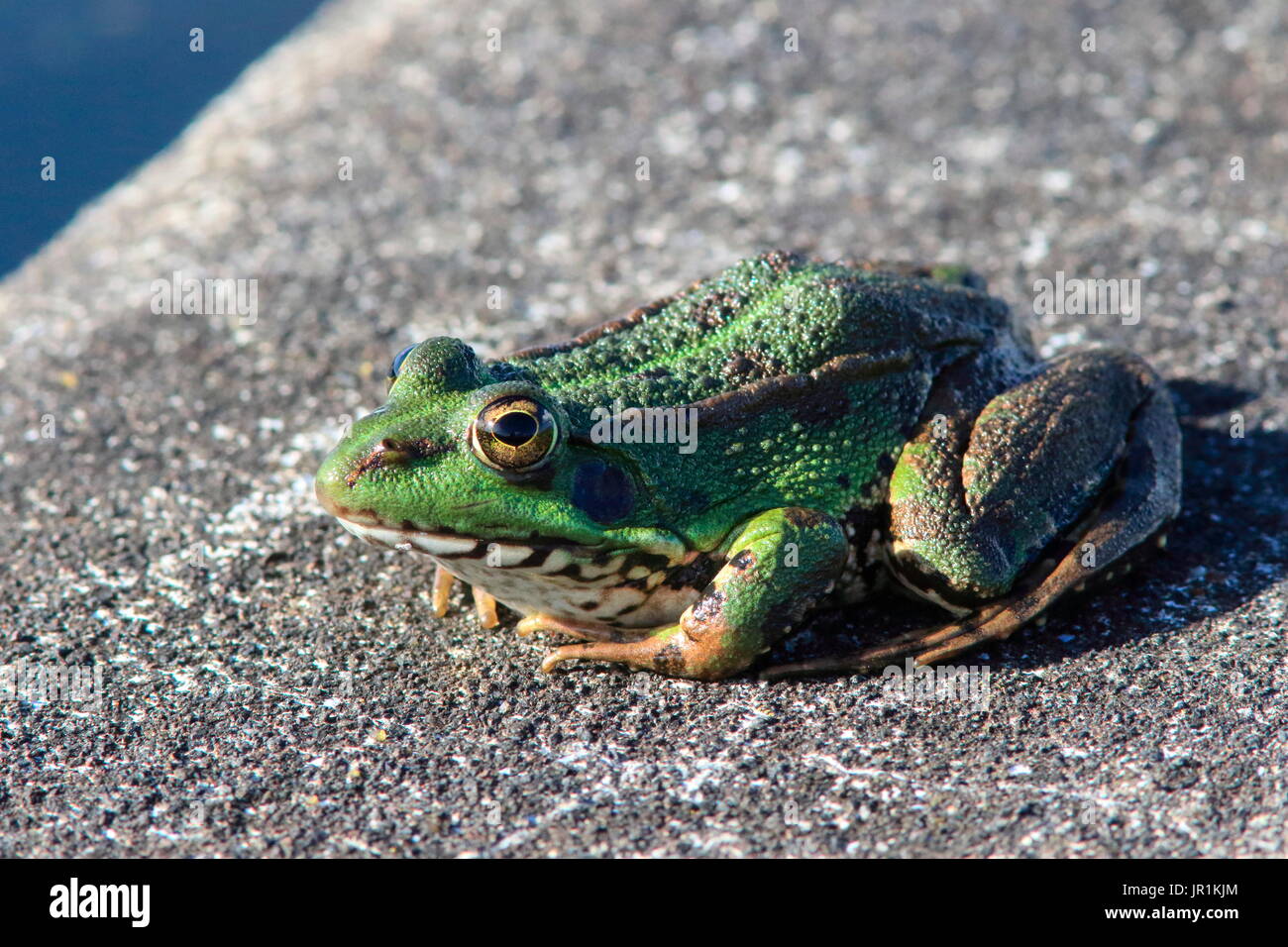 Perez's frog (Pelophylax perezi), Azores archipelago, Portugal Stock ...
