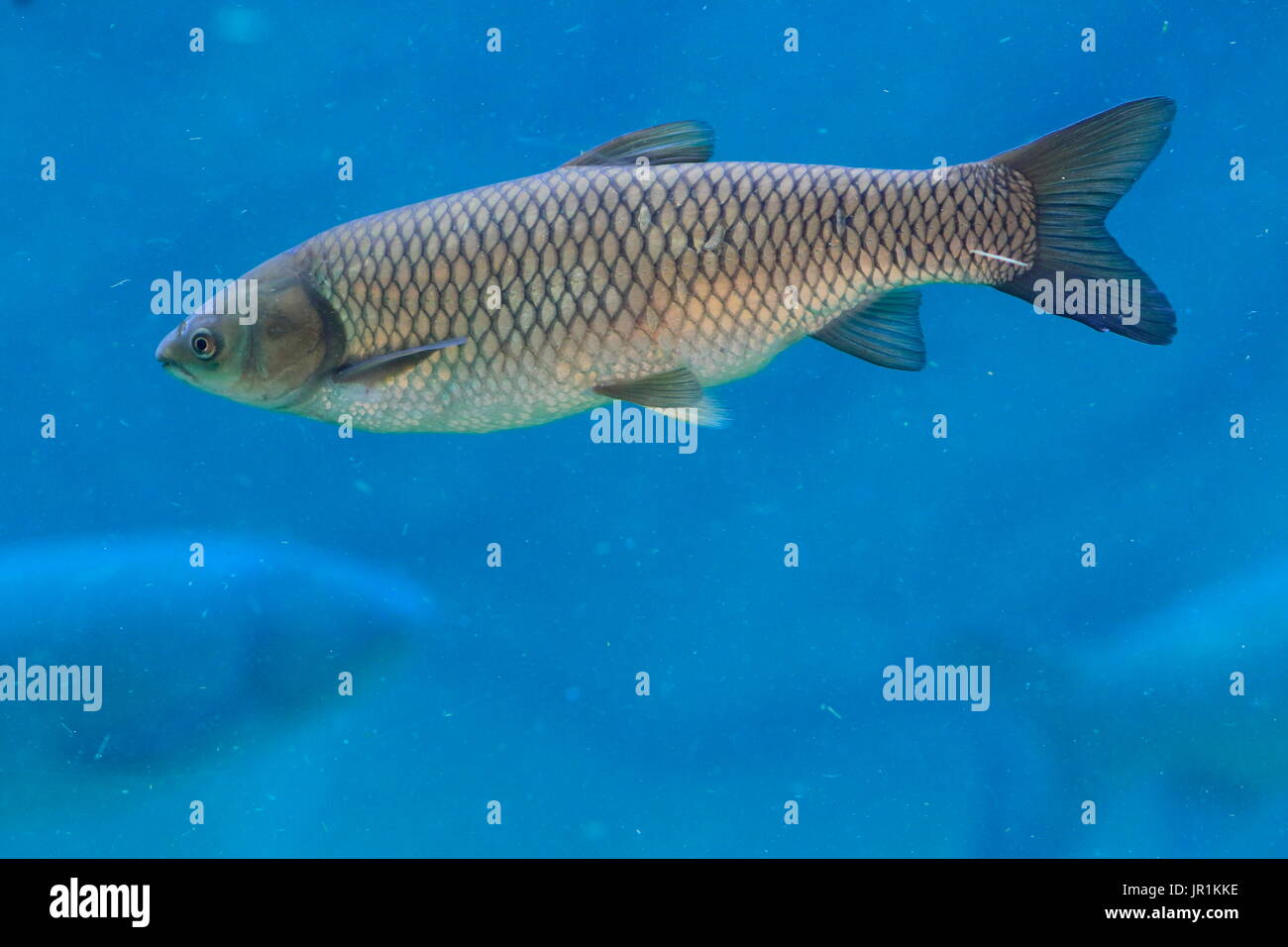 Grass carp (Ctenopharyngodon idella Stock Photo - Alamy