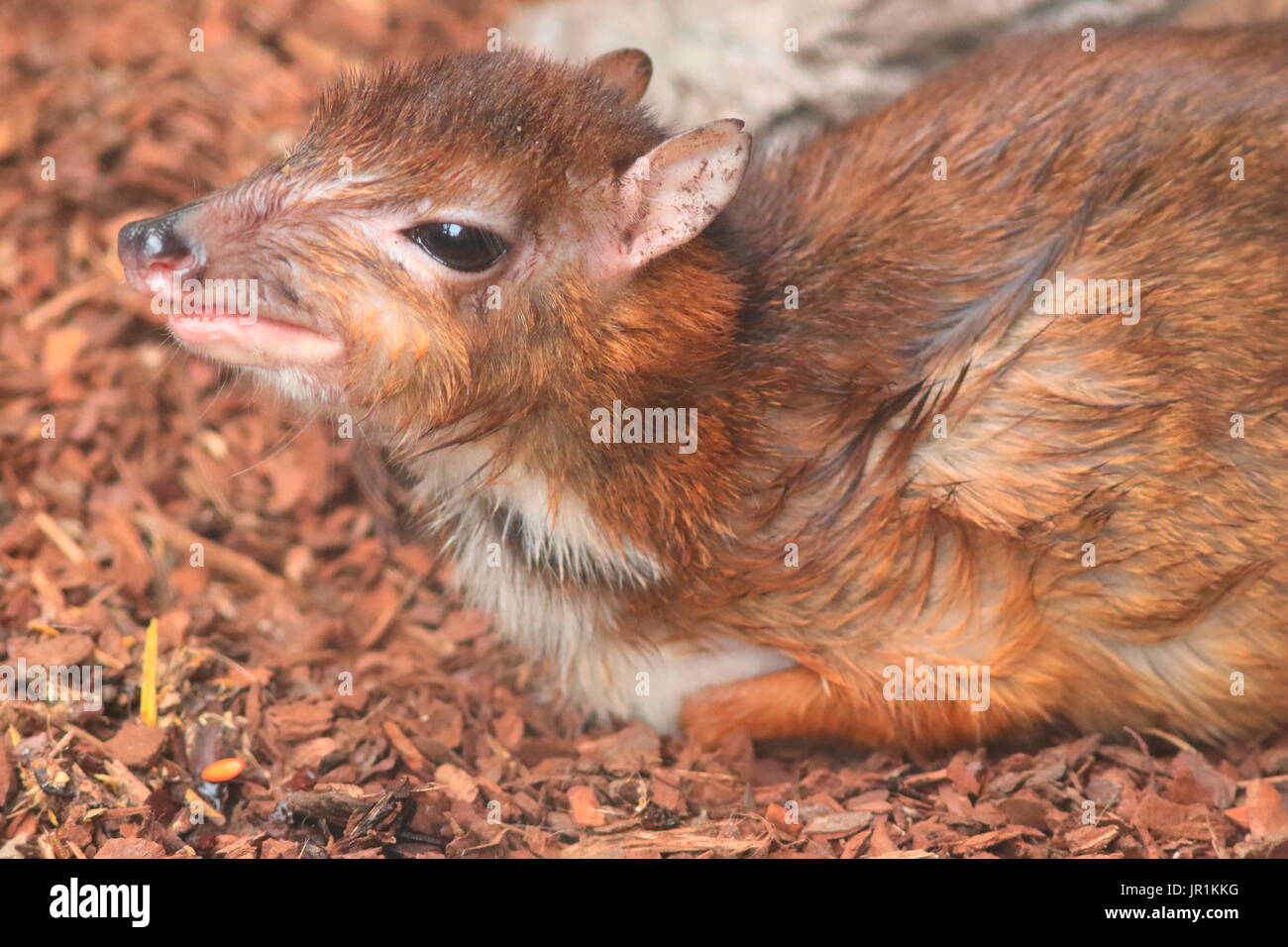 Javanicus hi-res stock photography and images - Alamy