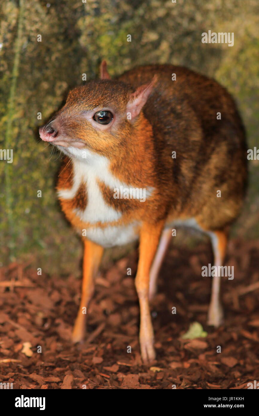 Tragulidae hi-res stock photography and images - Alamy