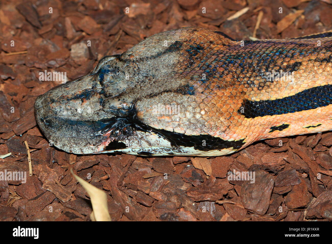 Madagascar Tree Boa (Acrantophis madagascariensis Stock Photo - Alamy