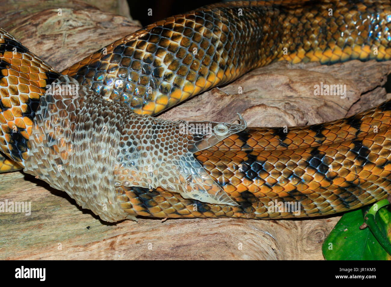 Taiwan beauty snake elaphe taeniura friesei hi-res stock photography ...