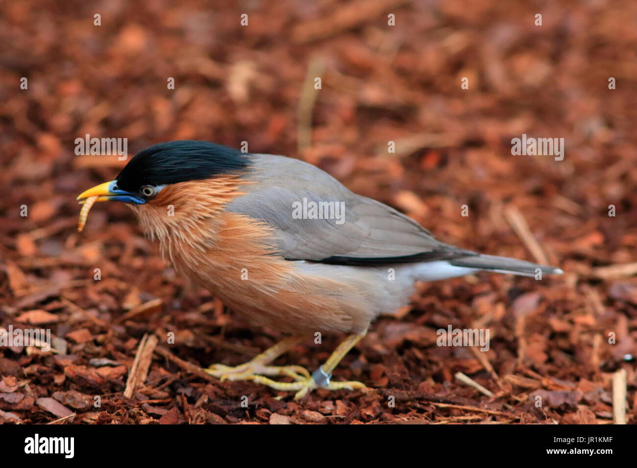 Brahminy Starling (Sturnia pagodarum) on ground Stock Photo - Alamy