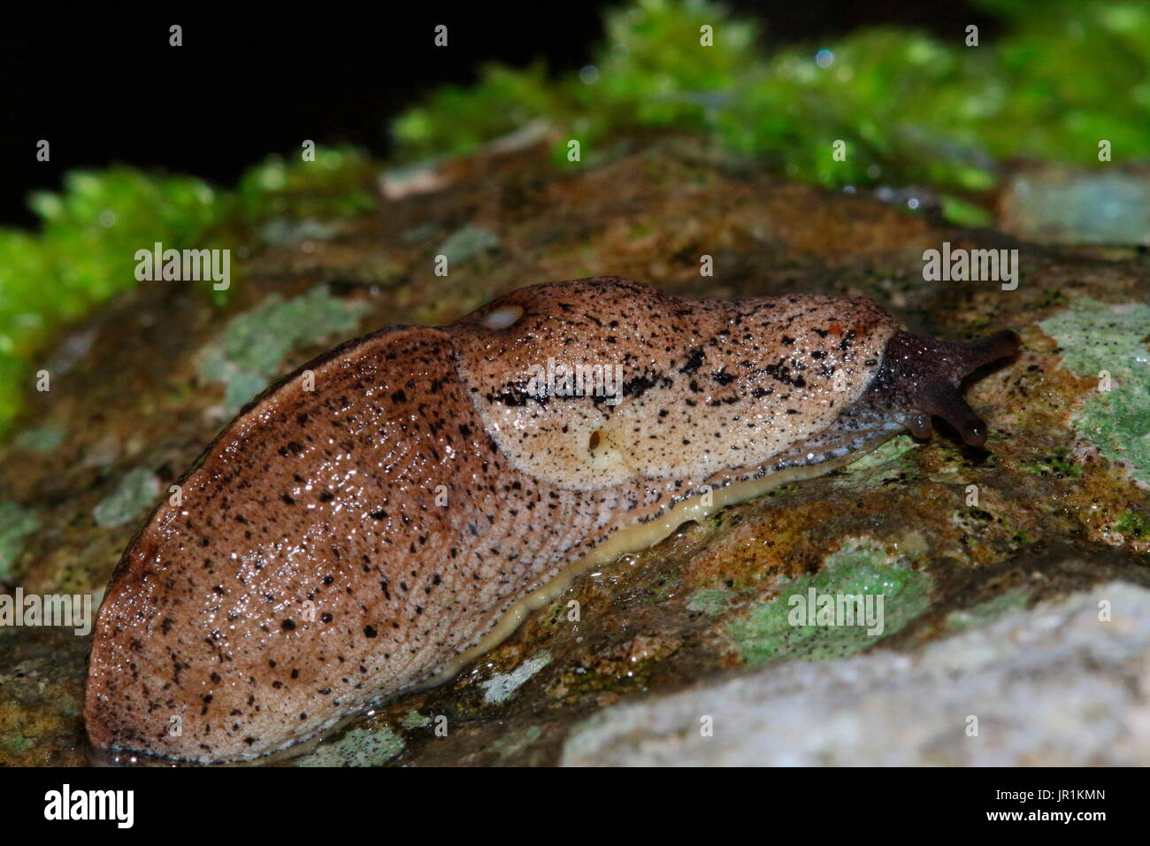 Tree Slug (Tandonia rustica), France Stock Photo - Alamy