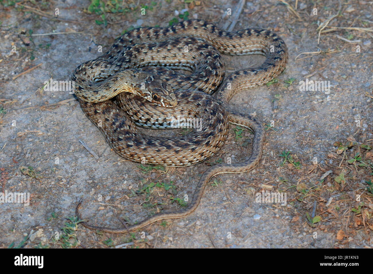 Montpellier snake spain High Resolution Stock Photography and Images ...