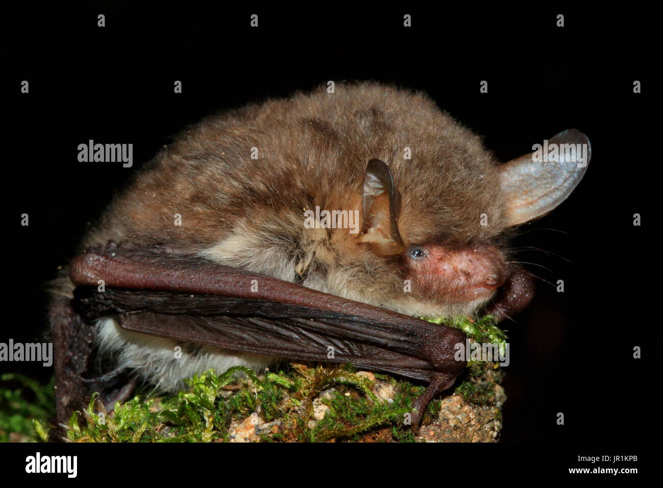 Portrait of Natterer's Bat (Myotis nattereri), France Stock Photo - Alamy