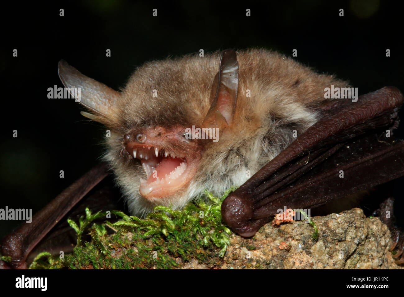 Portrait of Natterer's Bat (Myotis nattereri), France Stock Photo - Alamy