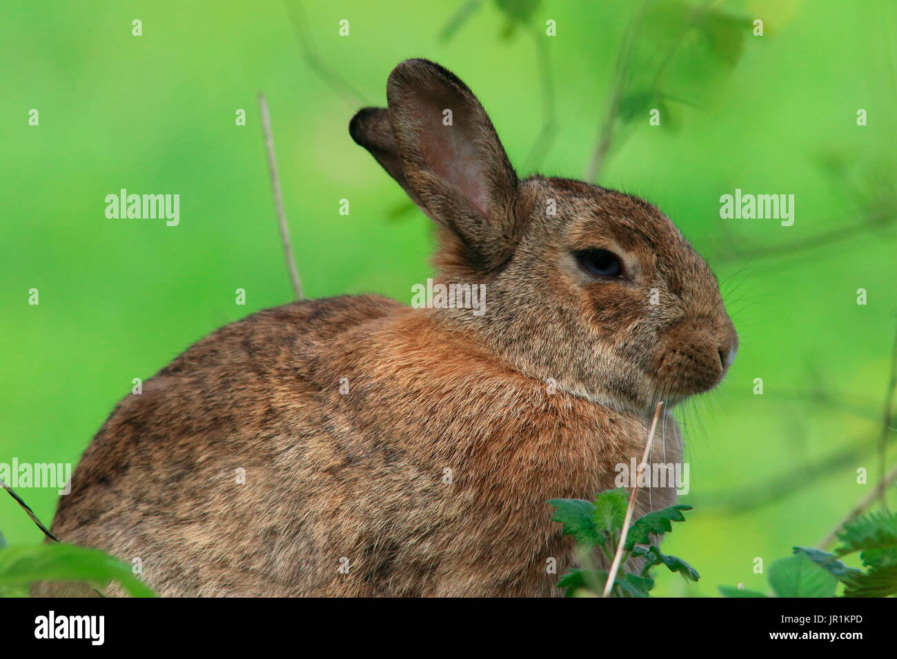 Domestic Rabbit, France Stock Photo - Alamy