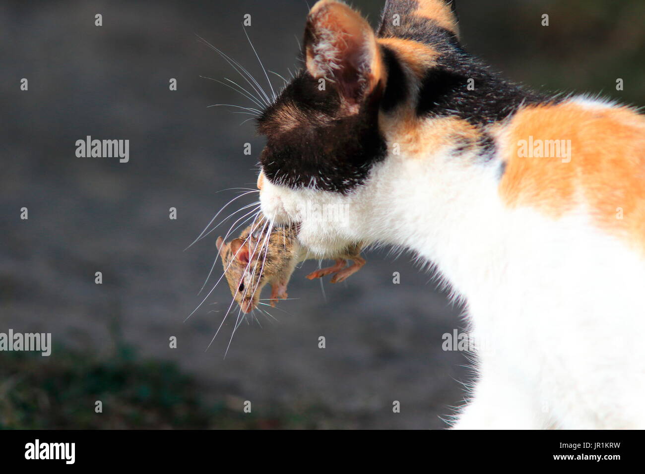 Domestic cat capturing a domestic mouse Stock Photo - Alamy