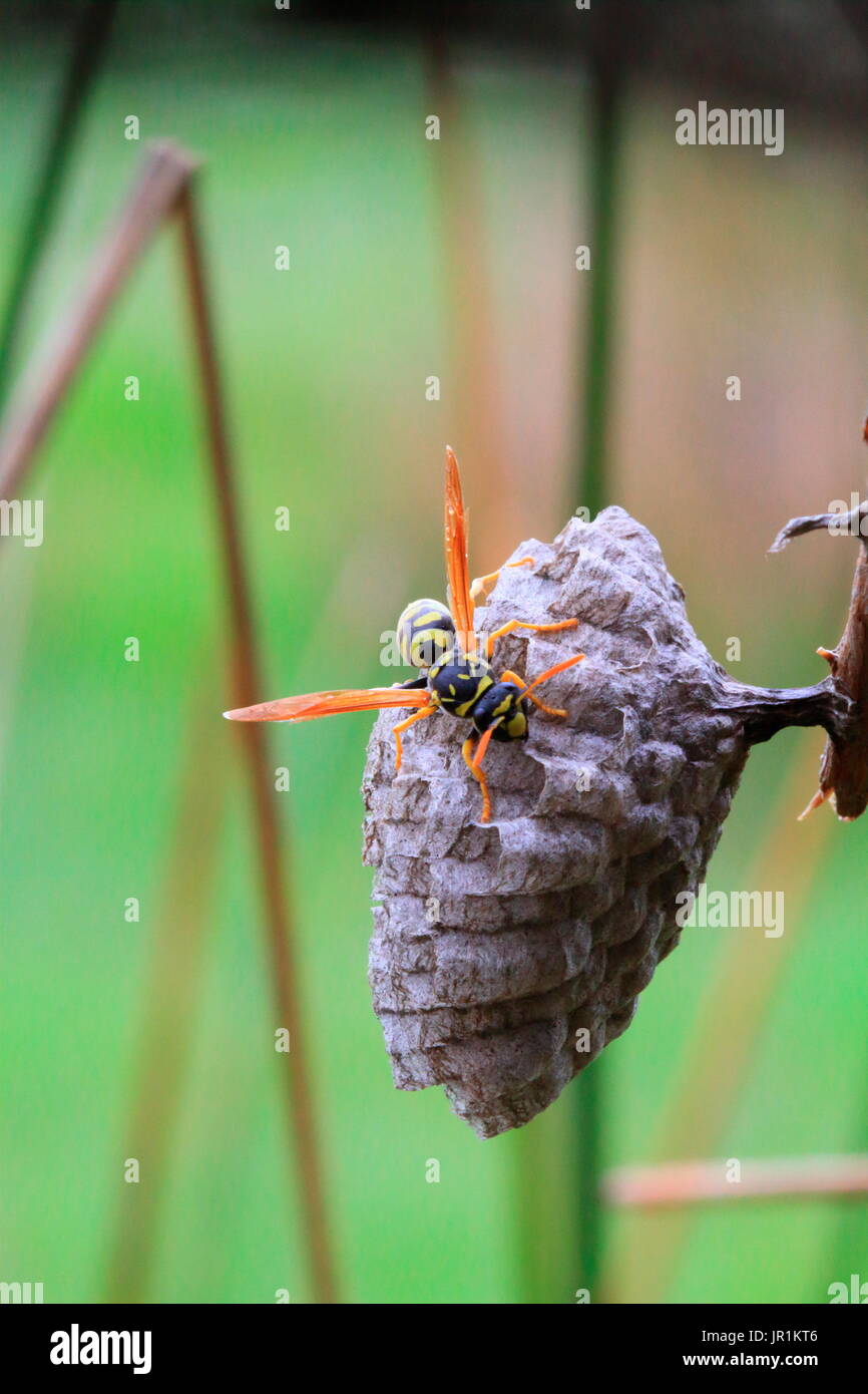 Polistes nimpha hi-res stock photography and images - Alamy