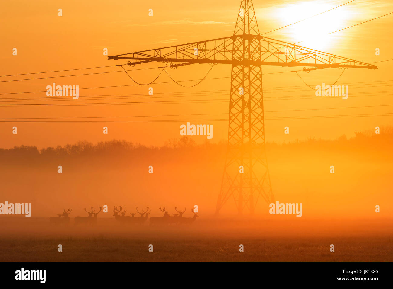 Herd of Fallow Deers (Cervus dama) in Front of High-Voltage Power Line ...