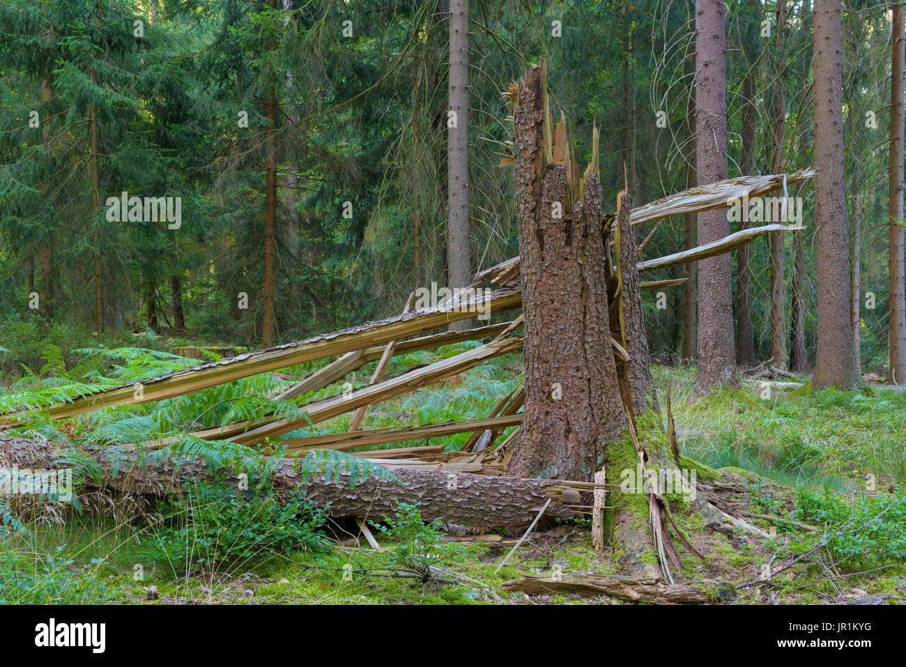 Abies plantae hi-res stock photography and images - Alamy