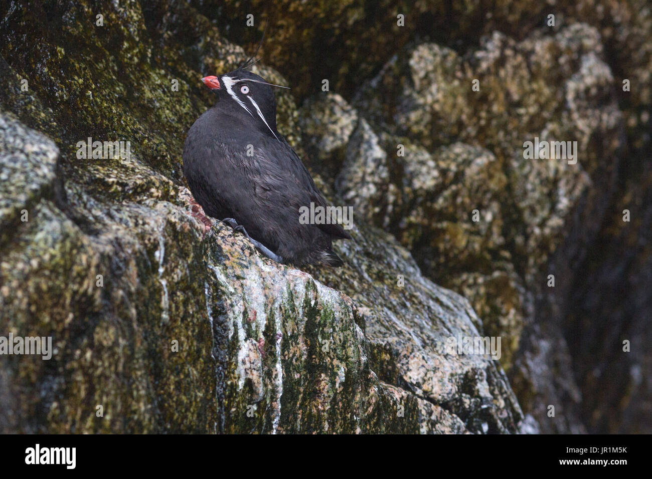Whiskered auklet (Aethia pygmaea) on rock, Ioniy islands, Sea of ...