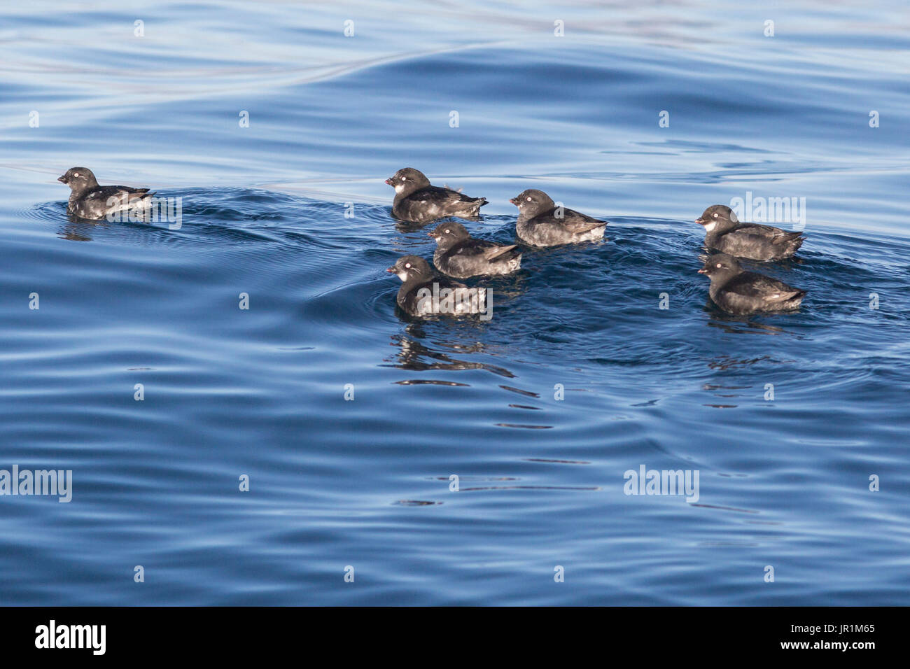 Crested Auklet (Aethia cristatella) on water, Matykil' island, Sea of ...
