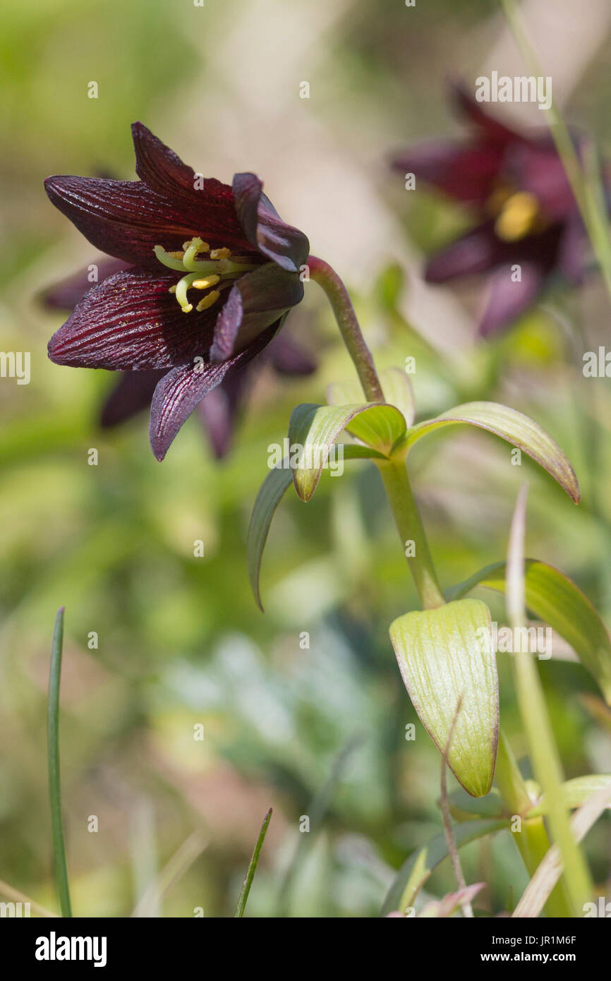 Fritillaria camschatcensis hi-res stock photography and images - Alamy