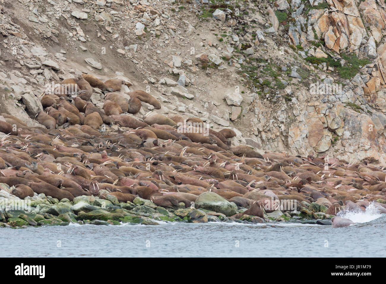 Pacific Walrus (Odobenus rosmarus divergens) on shore, Kolyuchin ...