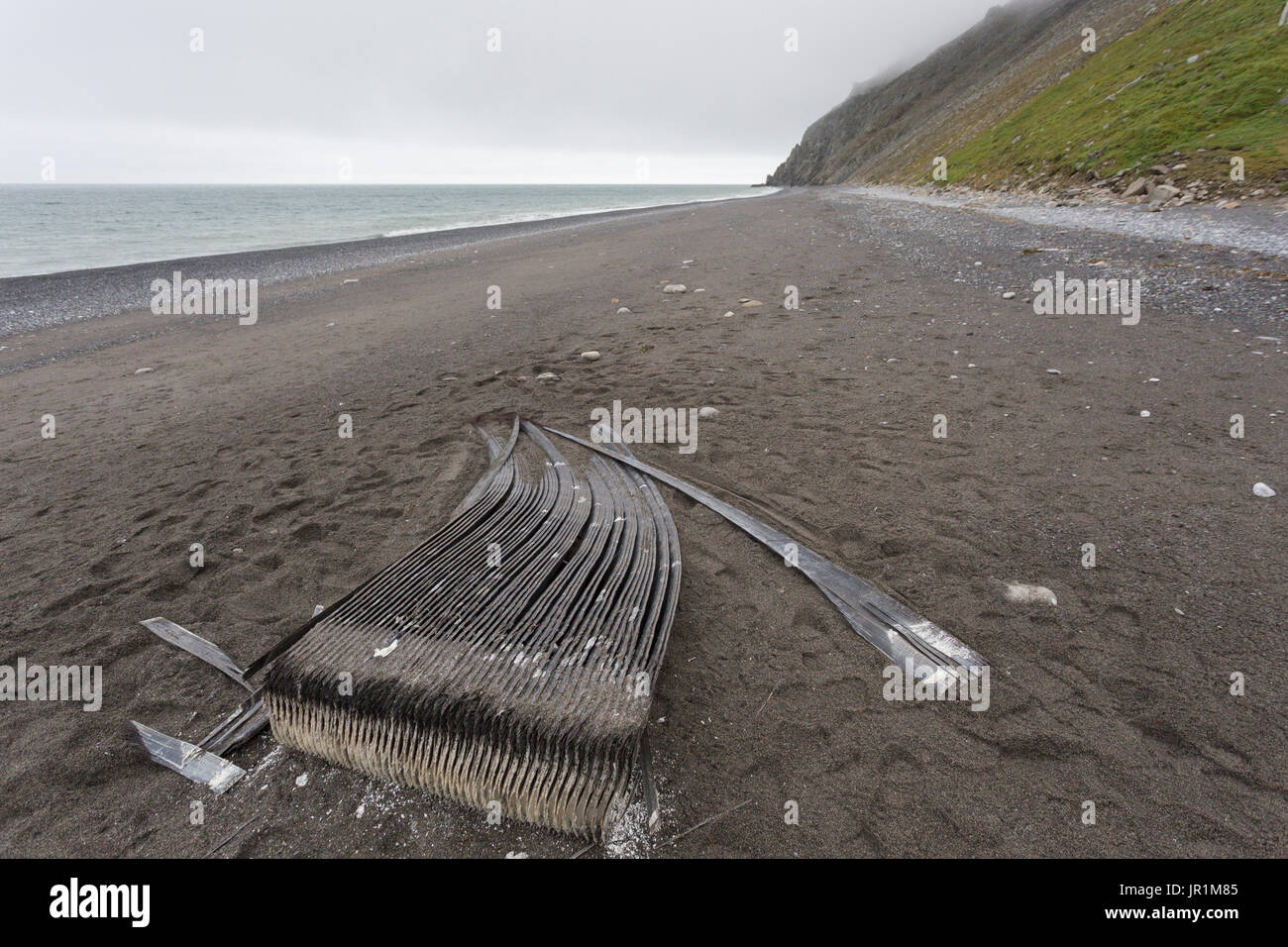 Whalebone plate hi-res stock photography and images - Alamy