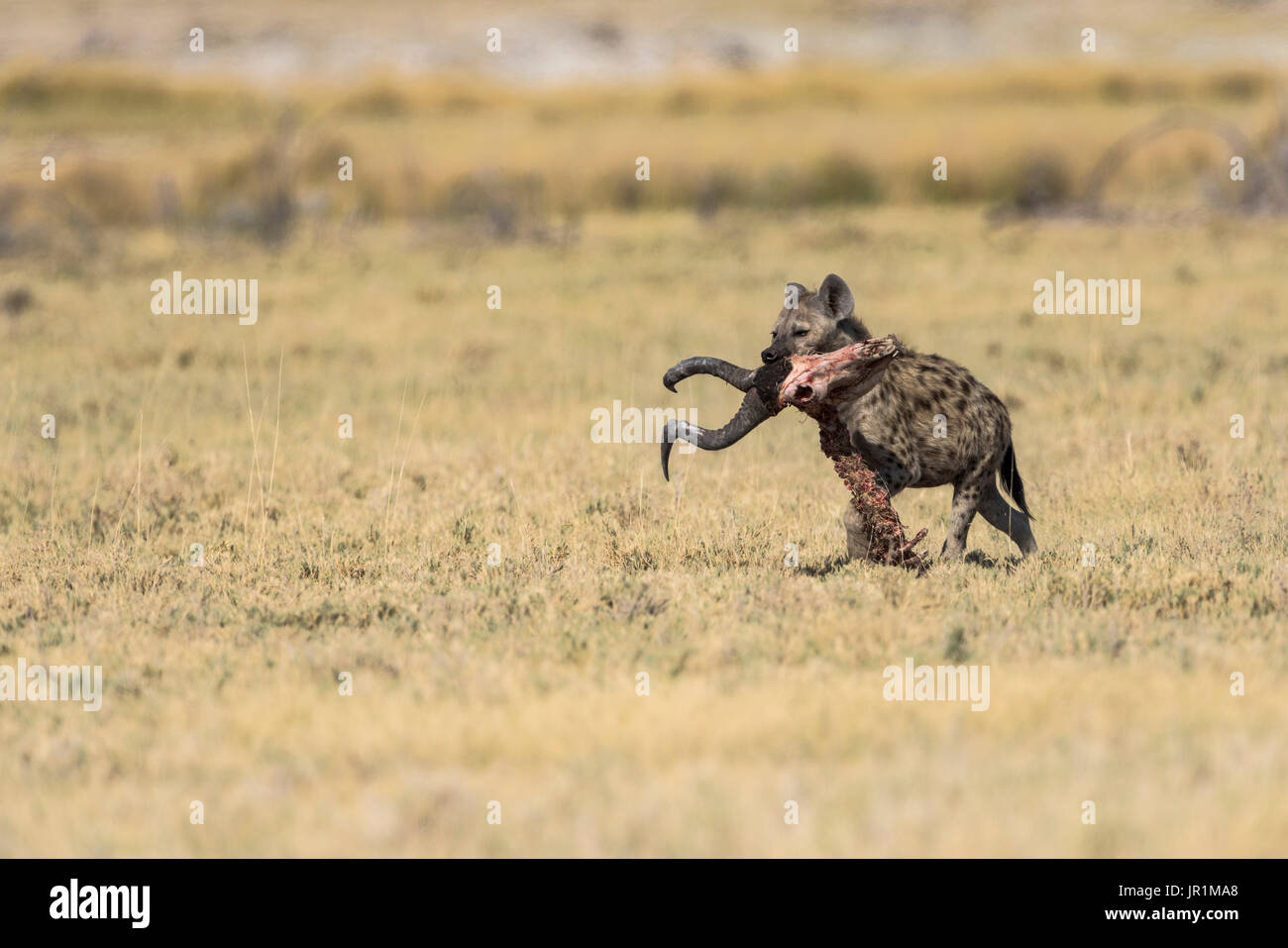Spotted hyena skull crocuta crocuta hi-res stock photography and images ...